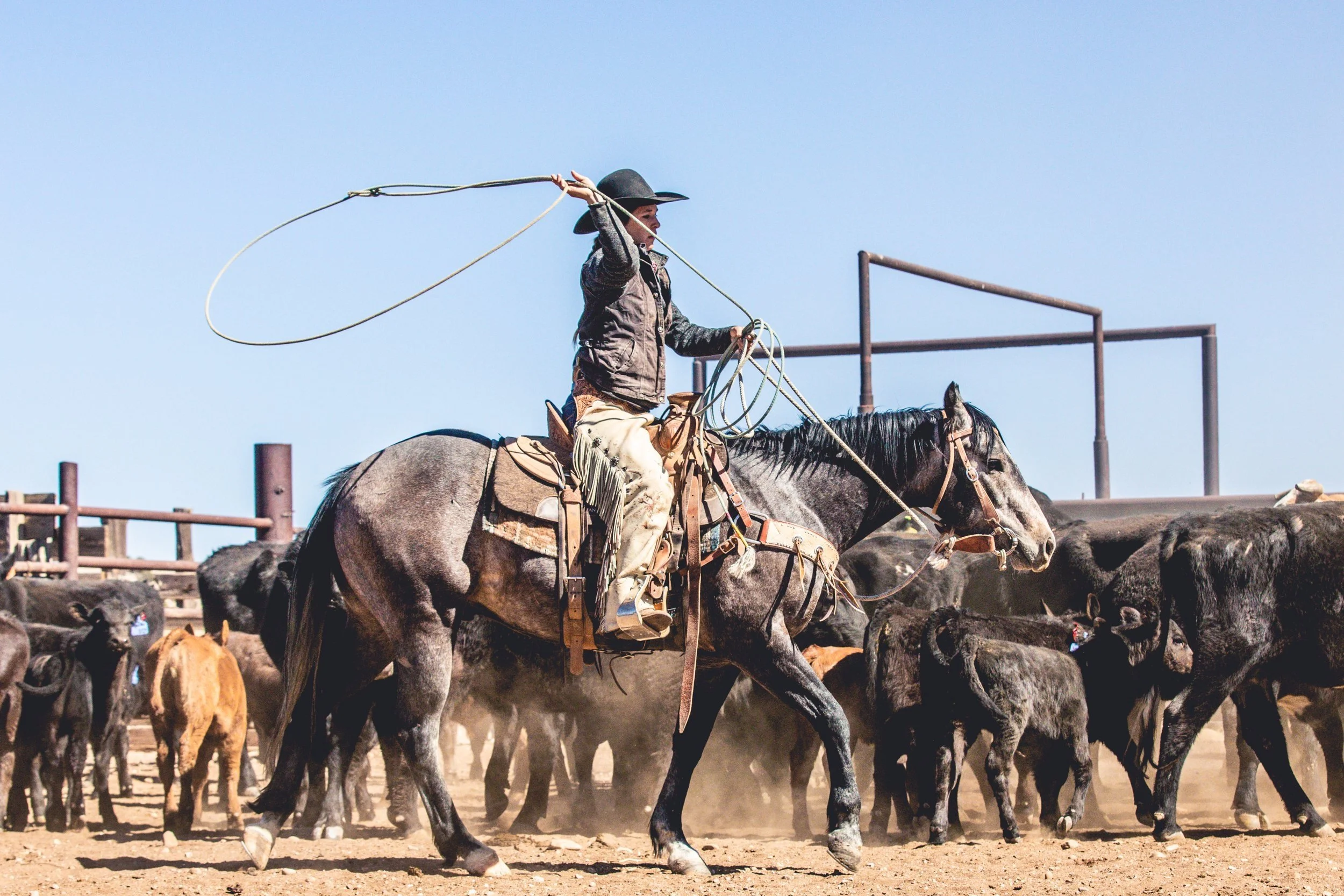 Ranch Geldings — Legacy Ranch Horse Sale