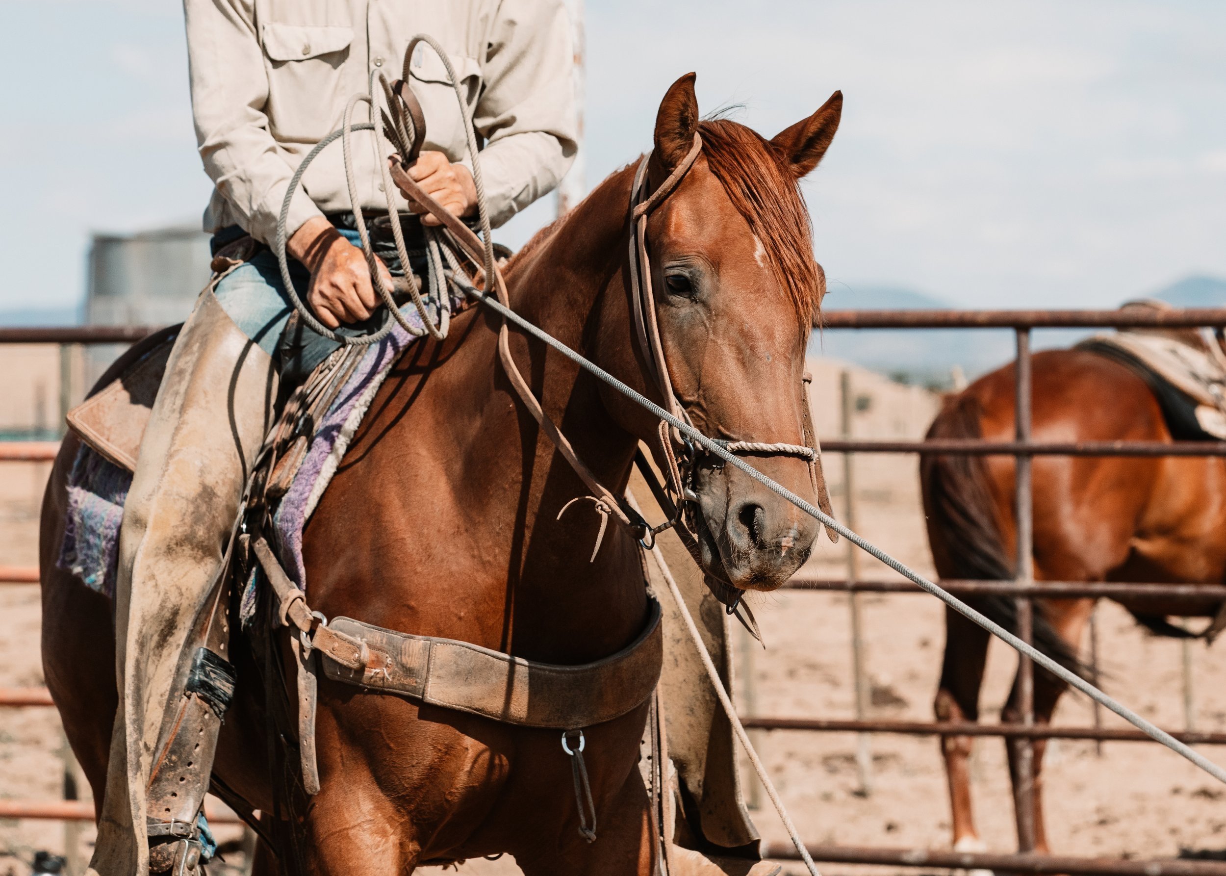 Ranch Geldings — Legacy Ranch Horse Sale