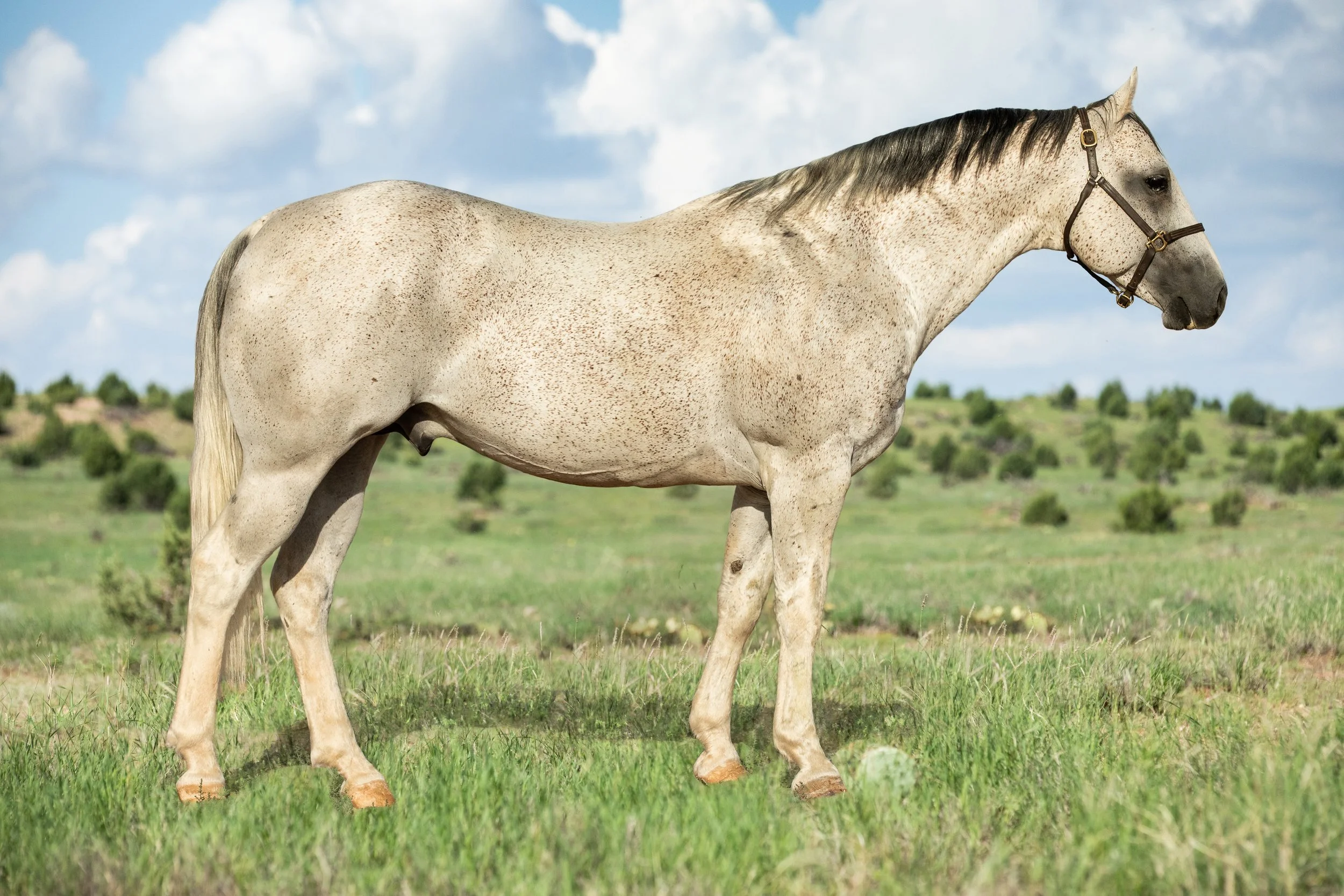 Ranch Geldings — Legacy Ranch Horse Sale