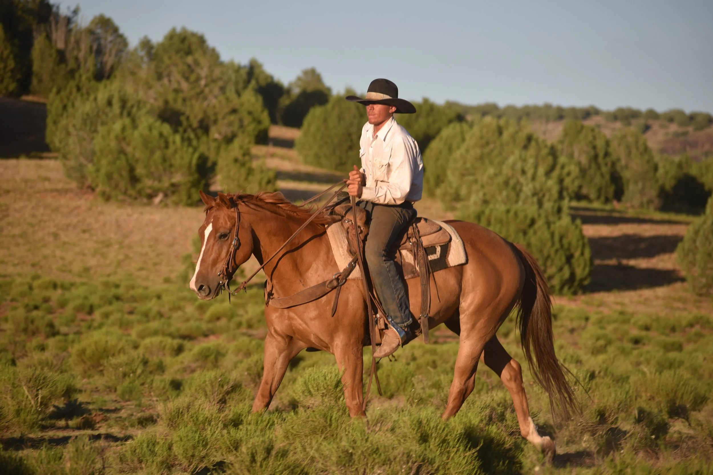 Ranch Geldings — Legacy Ranch Horse Sale