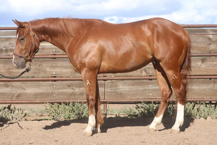Ranch Geldings — Legacy Ranch Horse Sale