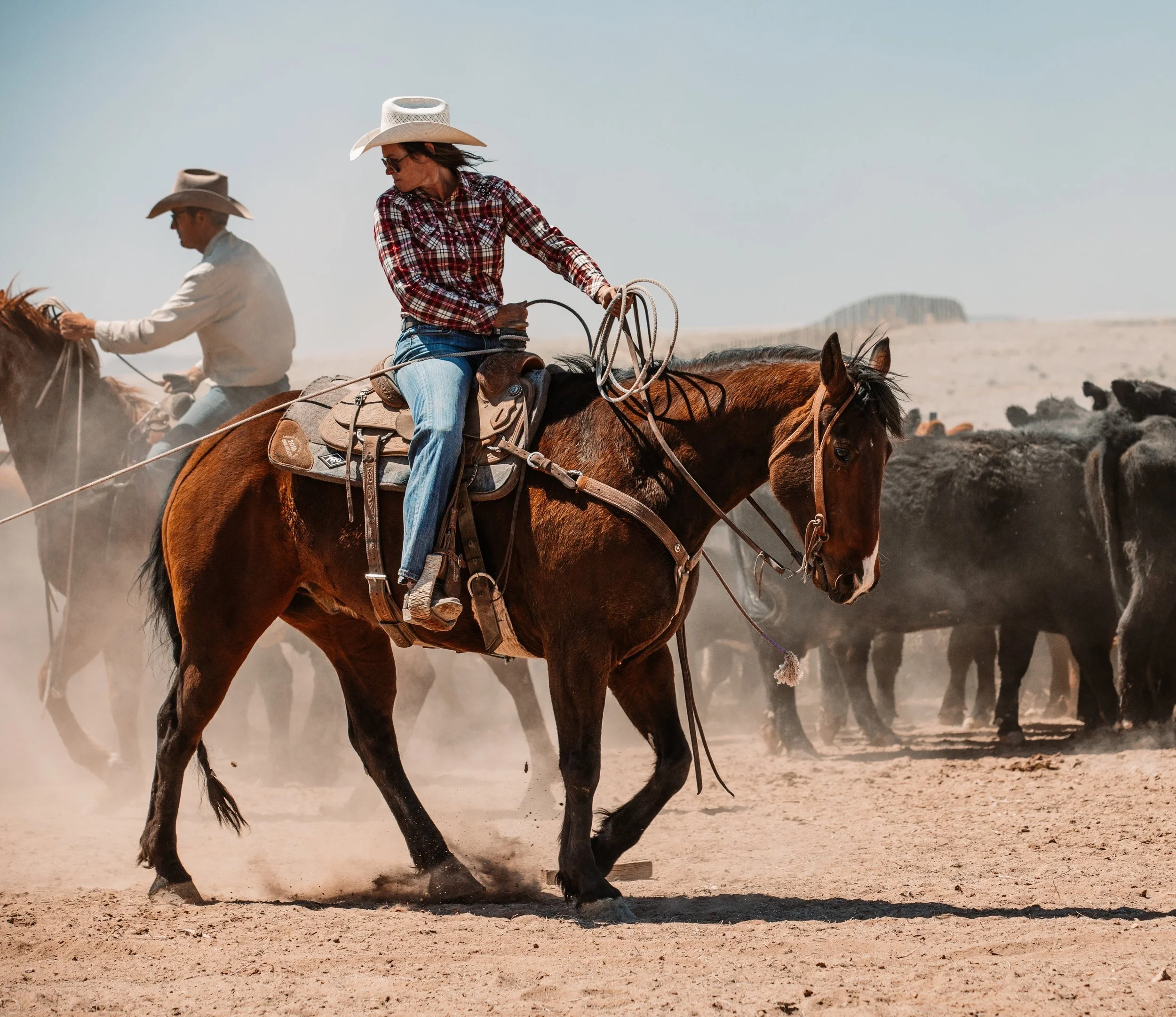 Ranch Geldings — Legacy Ranch Horse Sale