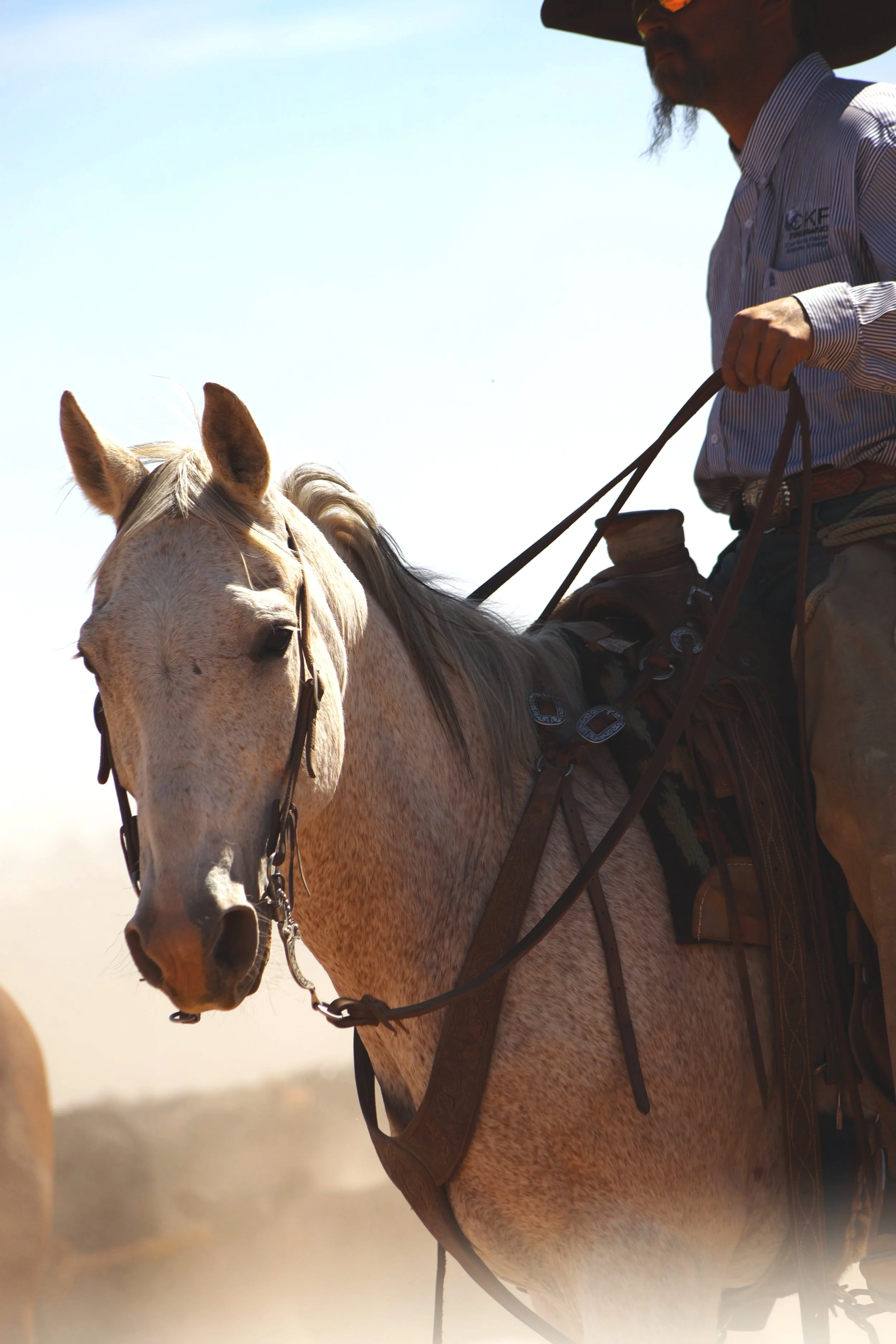Ranch Geldings — Legacy Ranch Horse Sale