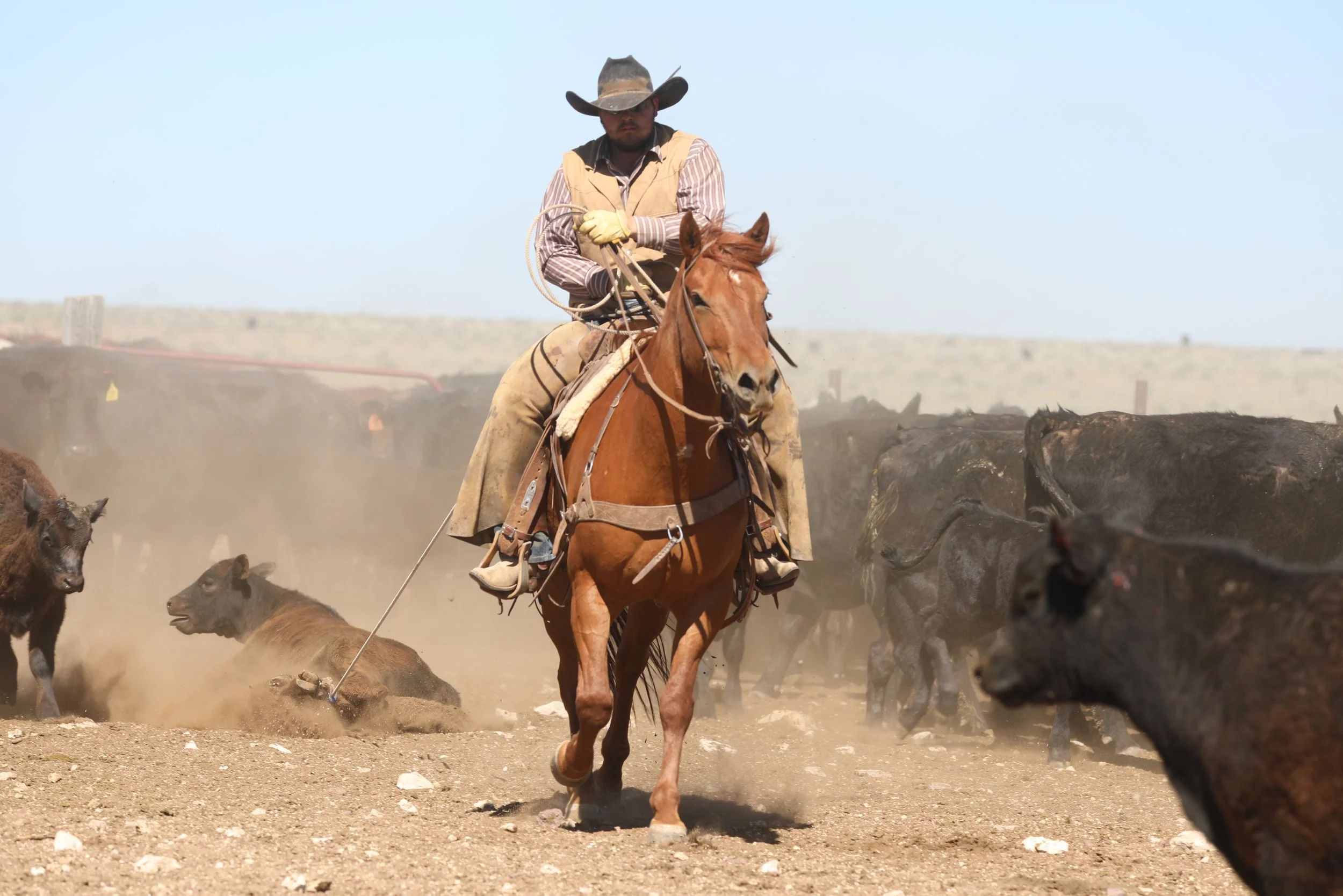 Ranch Geldings — Legacy Ranch Horse Sale