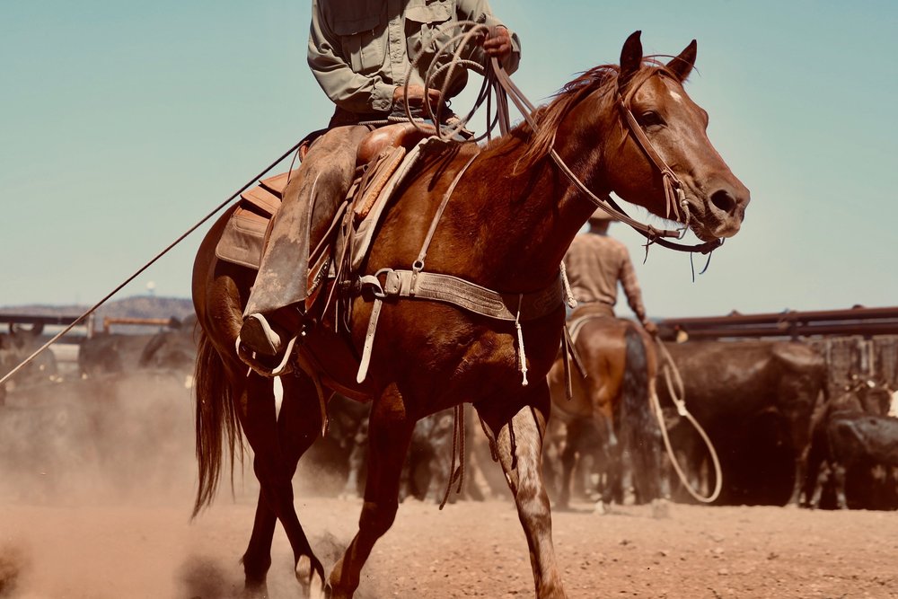 Ranch Geldings — Legacy Ranch Horse Sale