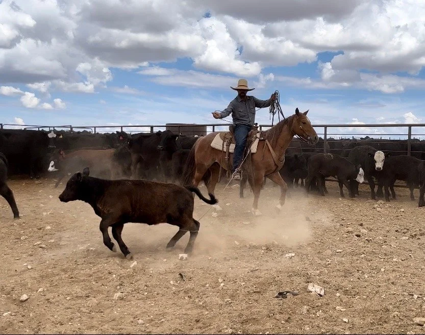 Ranch Employee Consignments — Legacy Ranch Horse Sale