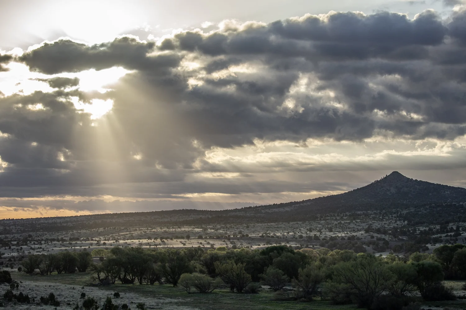 Legacy Ranch History — Legacy Ranch Horse Sale