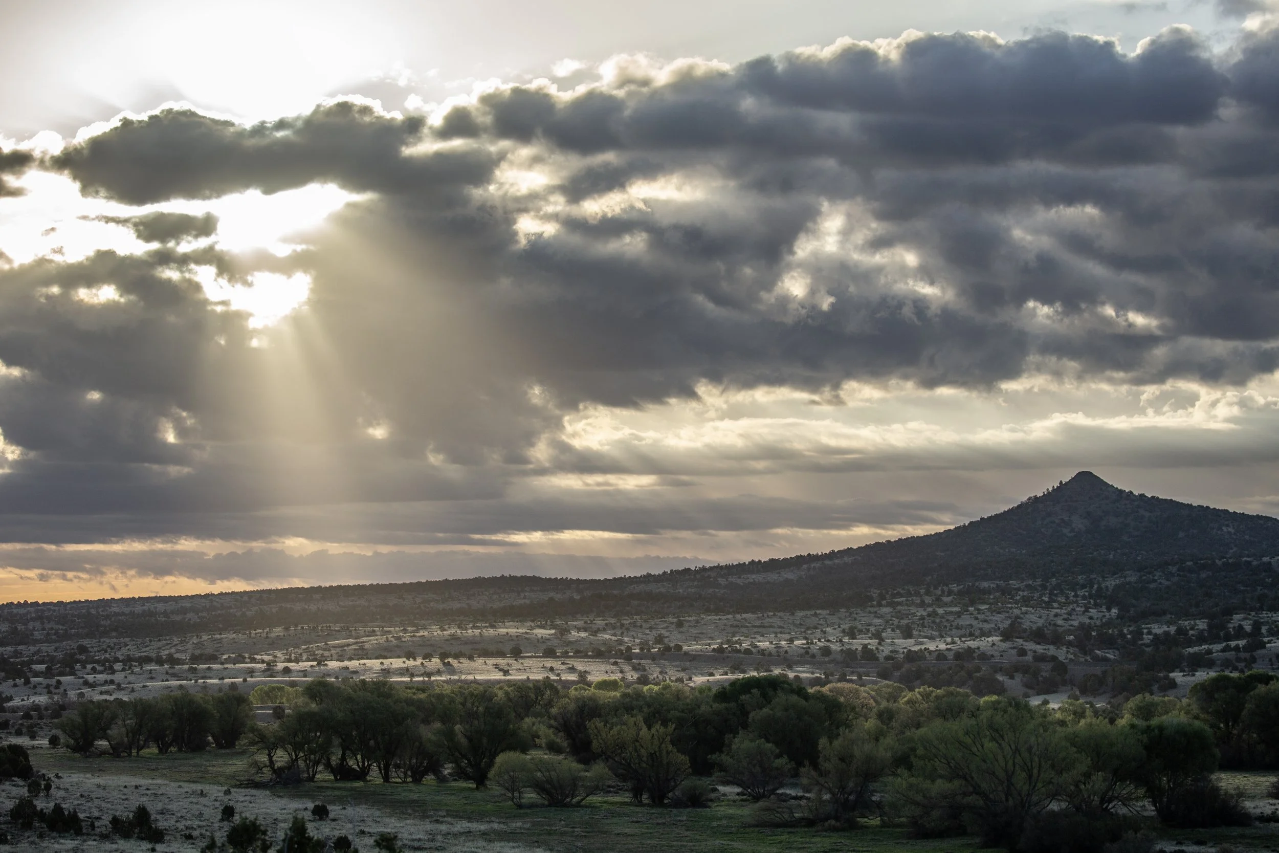 Legacy Ranch History — Legacy Ranch Horse Sale