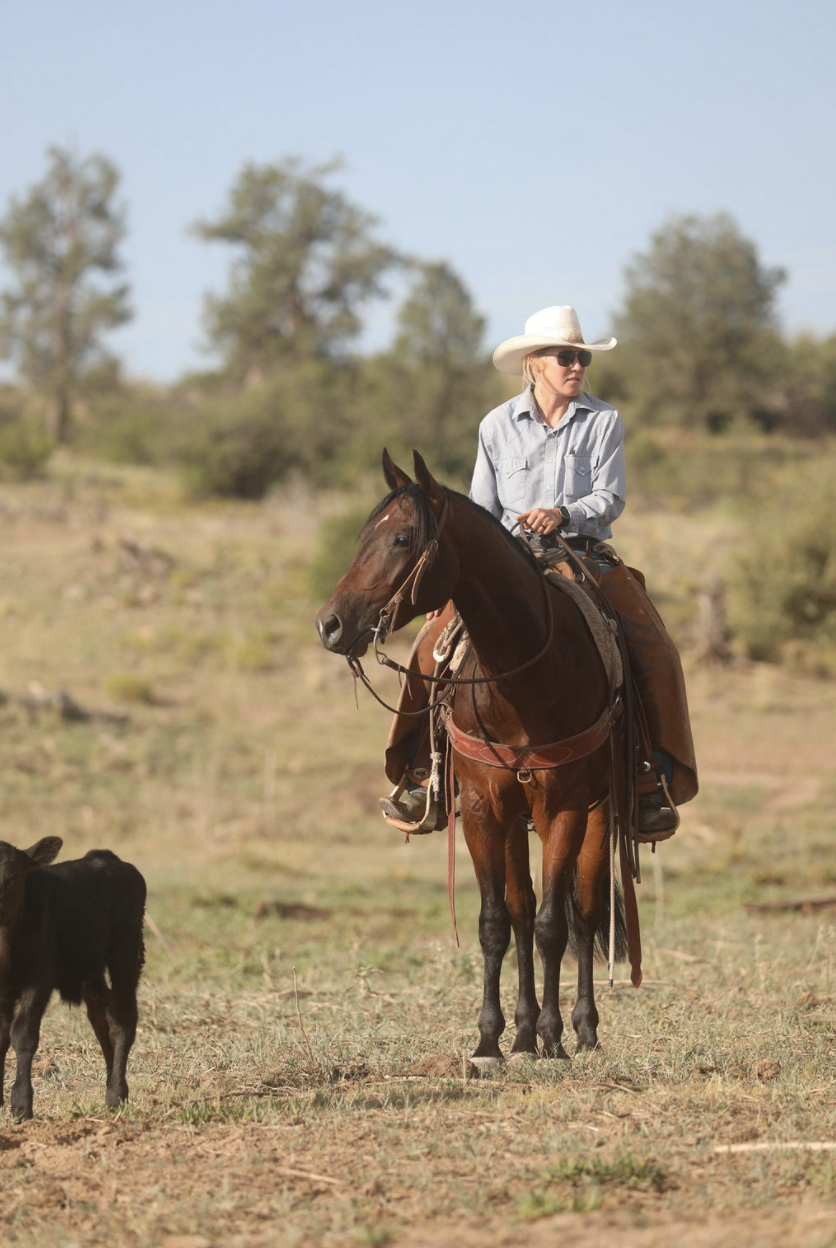 Ranch Geldings — Legacy Ranch Horse Sale