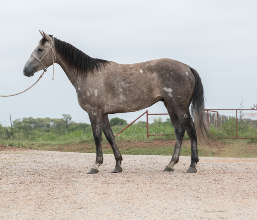Ranch Geldings — Legacy Ranch Horse Sale