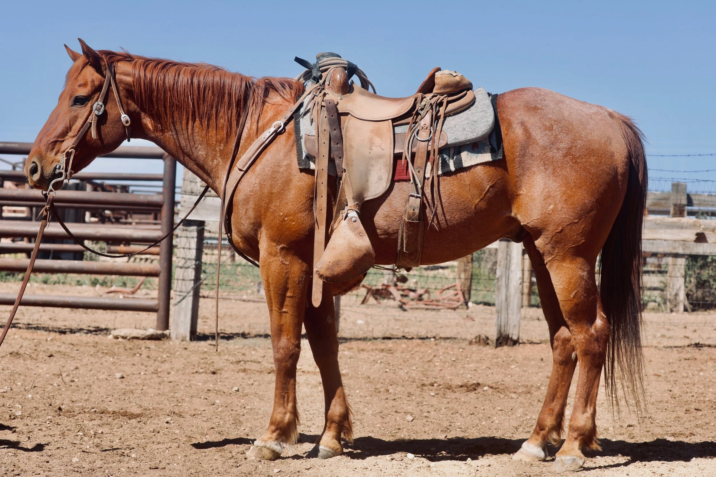 Ranch Geldings — Legacy Ranch Horse Sale