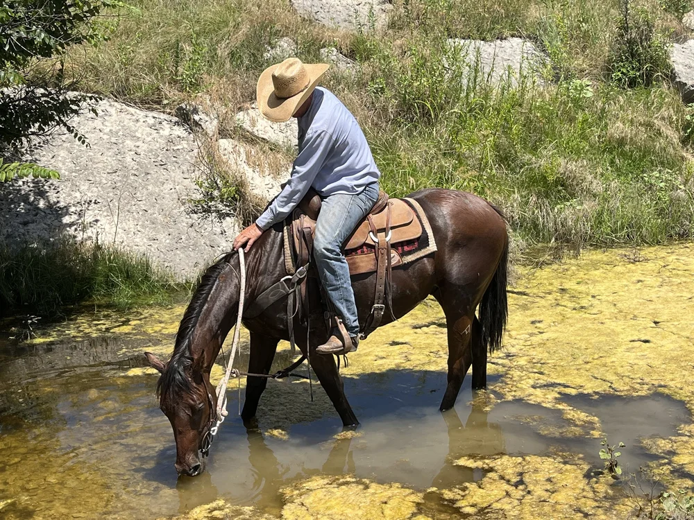 Ranch Geldings — Legacy Ranch Horse Sale