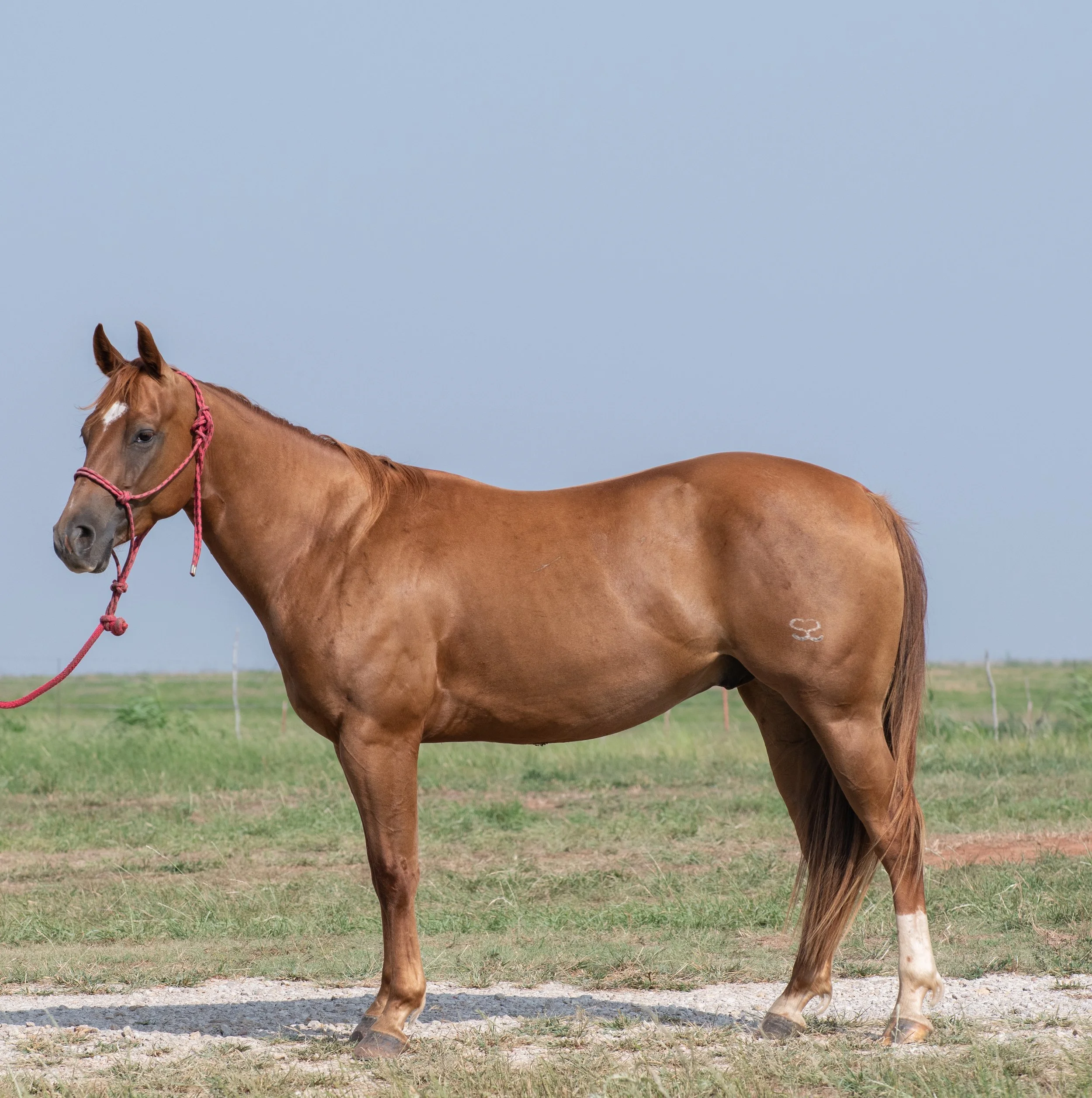 Ranch Employee Consignments — Legacy Ranch Horse Sale