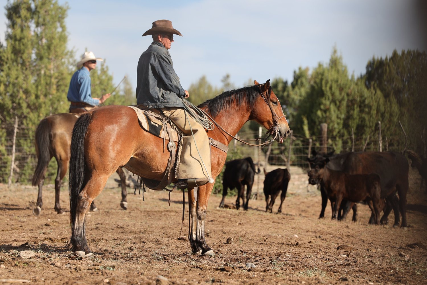 Ranch Geldings — Legacy Ranch Horse Sale