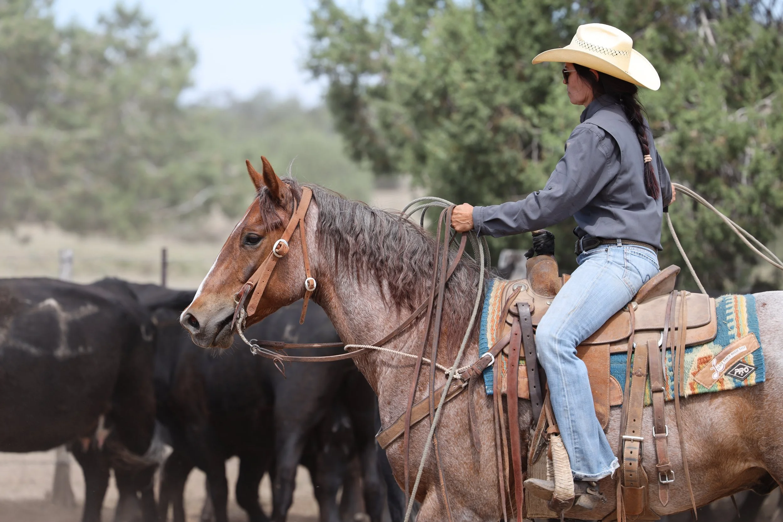 Ranch Geldings — Legacy Ranch Horse Sale
