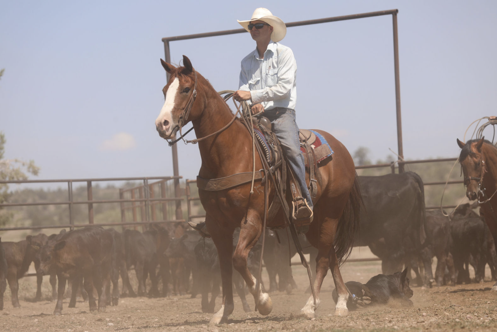 Ranch Employee Consignments — Legacy Ranch Horse Sale