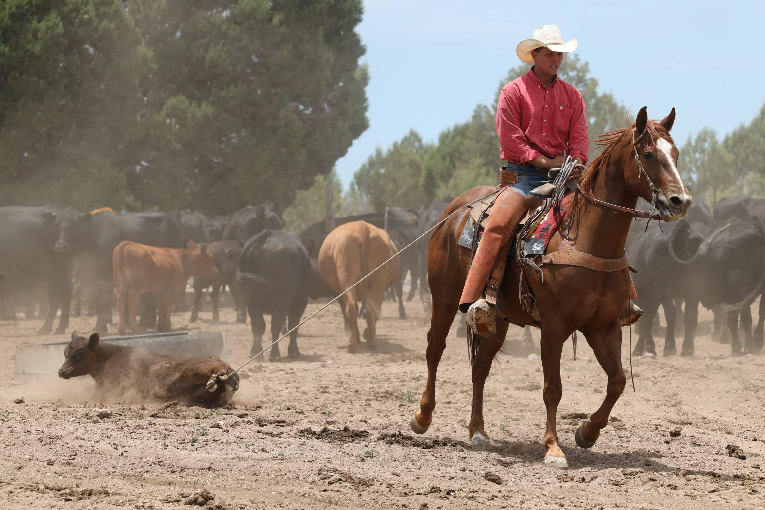 Ranch Employee Consignments — Legacy Ranch Horse Sale