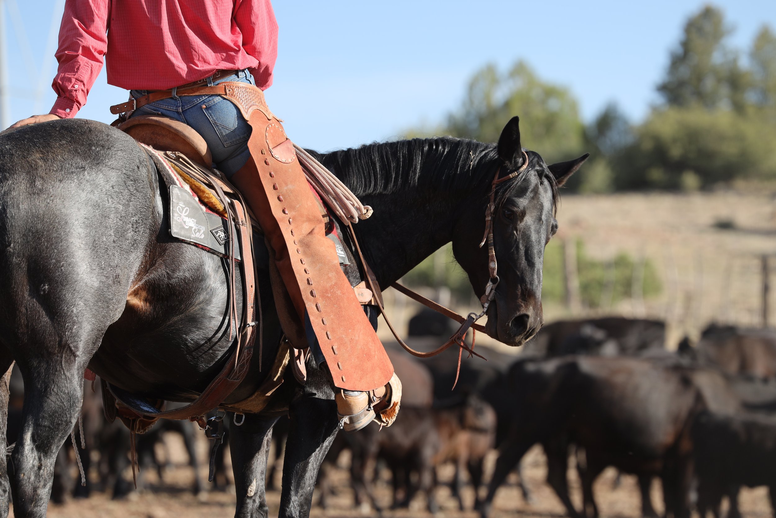 Ranch Employee Consignments — Legacy Ranch Horse Sale