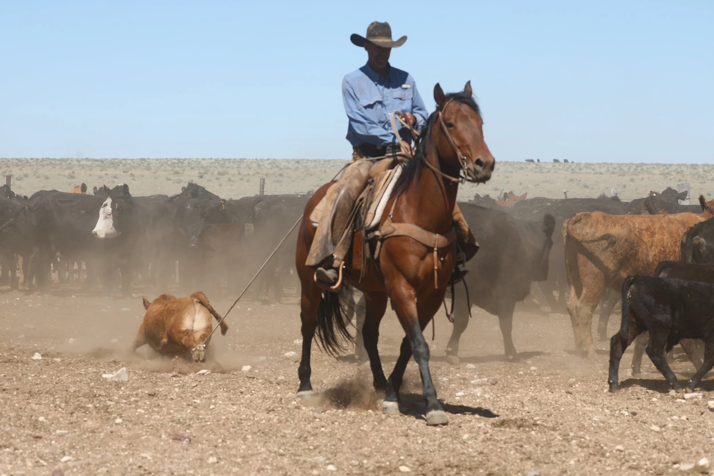 Ranch Geldings — Legacy Ranch Horse Sale