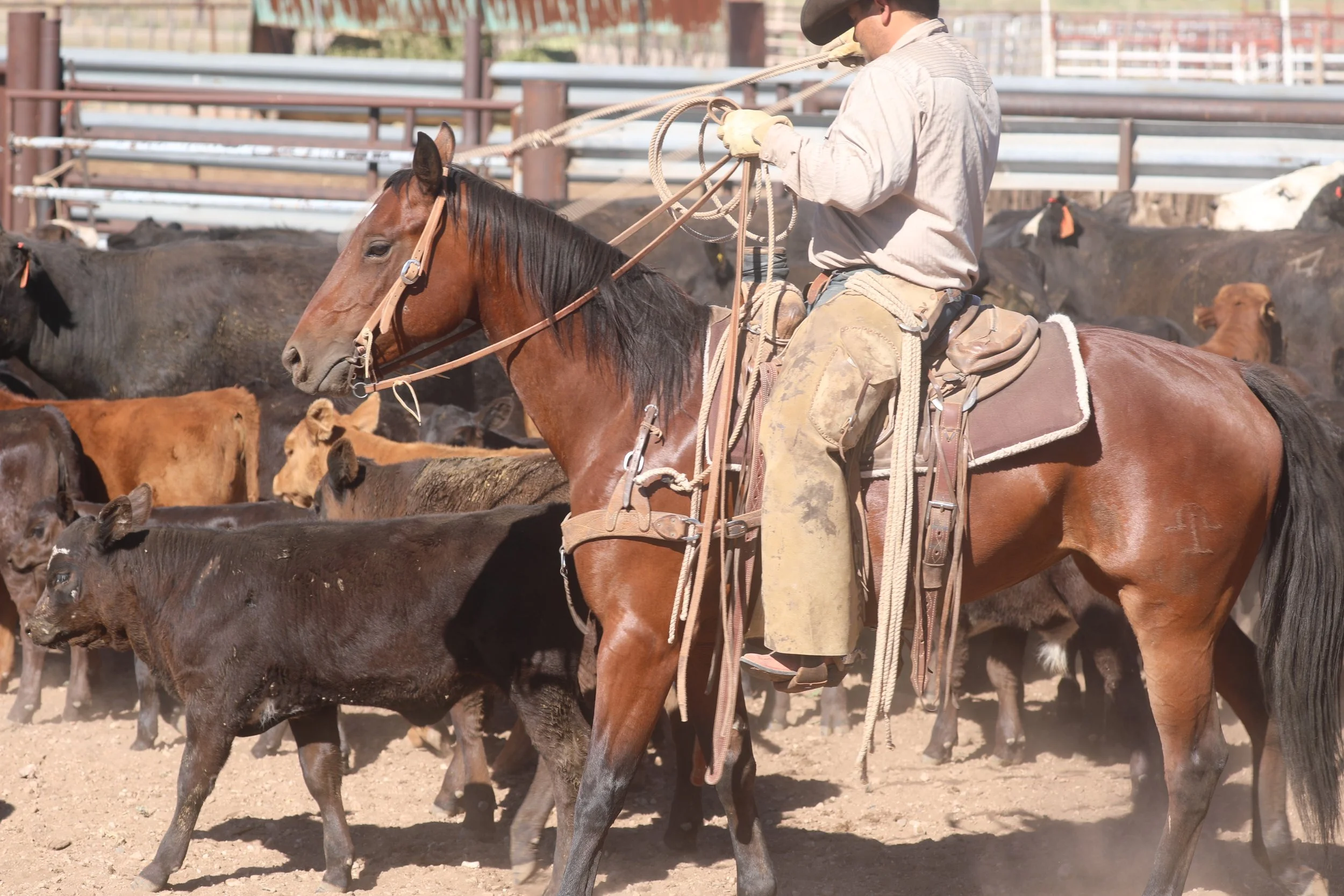 Ranch Employee Consignments — Legacy Ranch Horse Sale