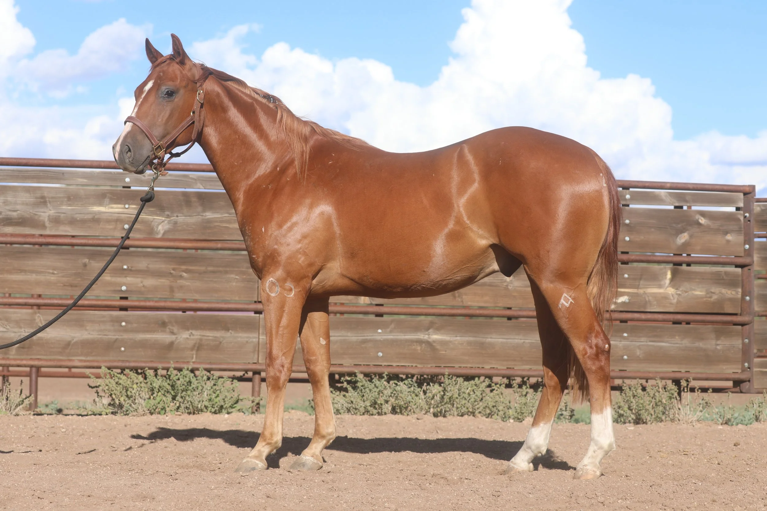 Ranch Geldings — Legacy Ranch Horse Sale