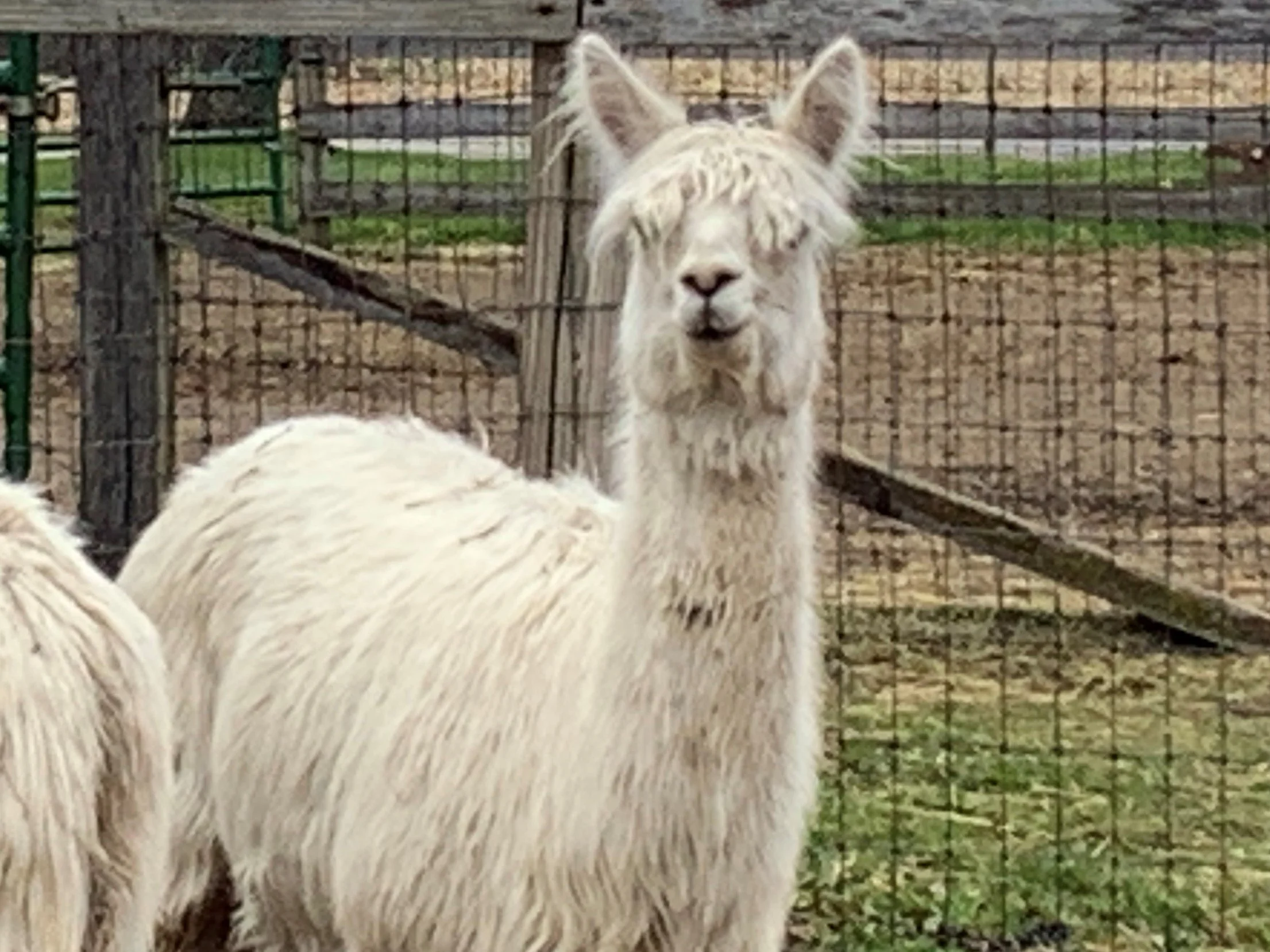 The Store — Magic Meadows Alpacas