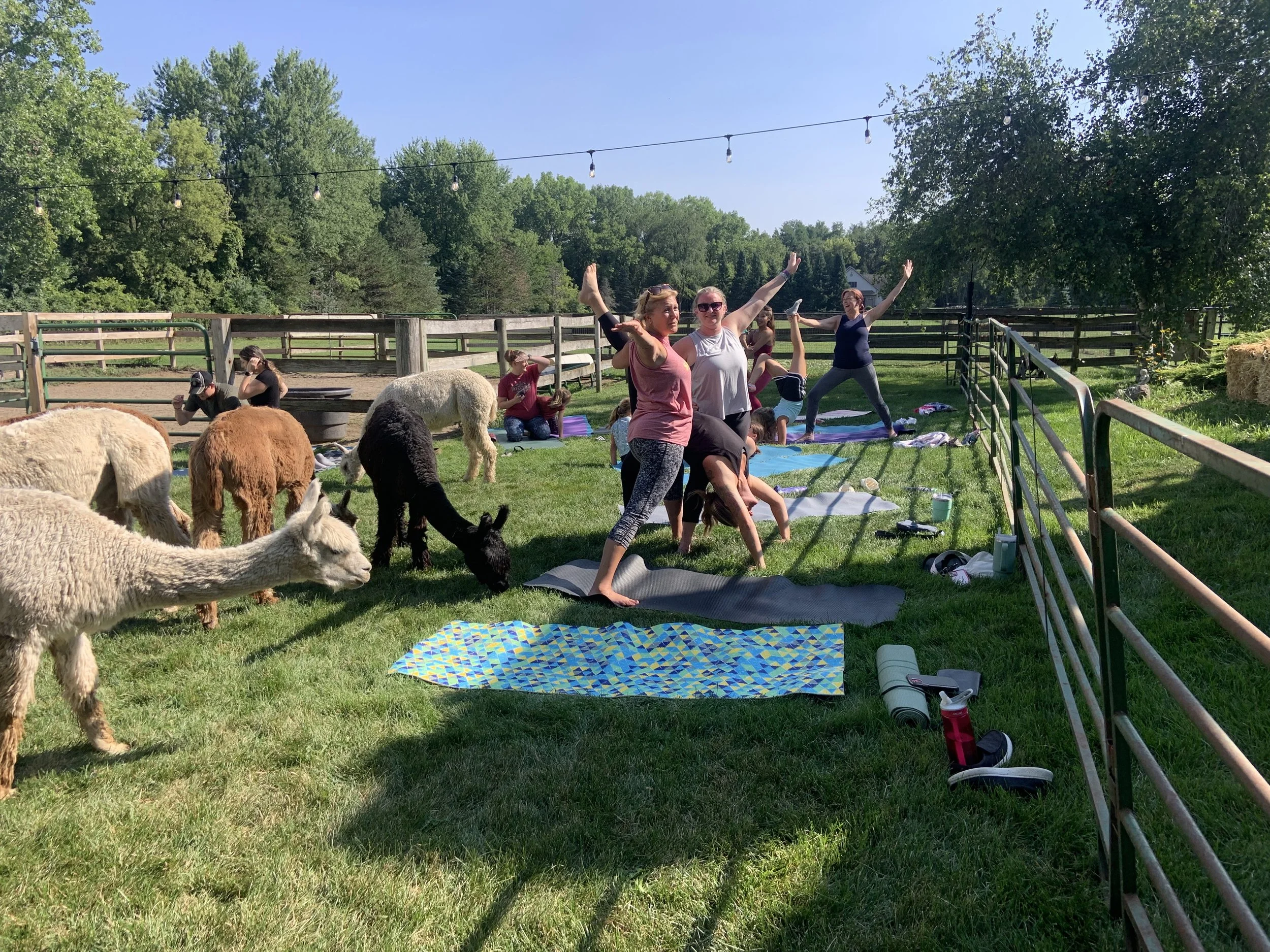 Yoga, Yoga with Alpacas, Alpaca Yoga, Goat Yoga, Unique Yoga, Chicago ...