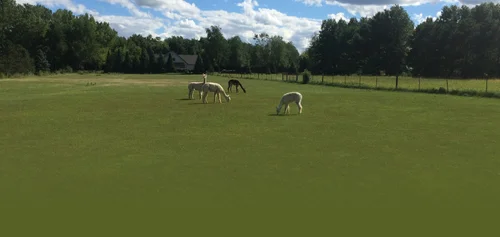 Magic Meadows Alpacas