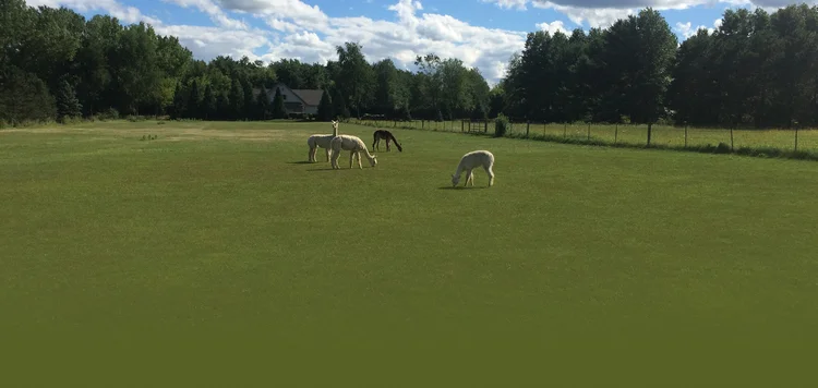 Magic Meadows Alpacas
