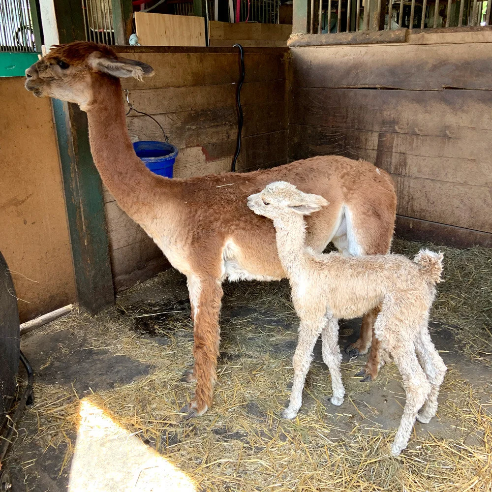 Meet the Team — Magic Meadows Alpacas