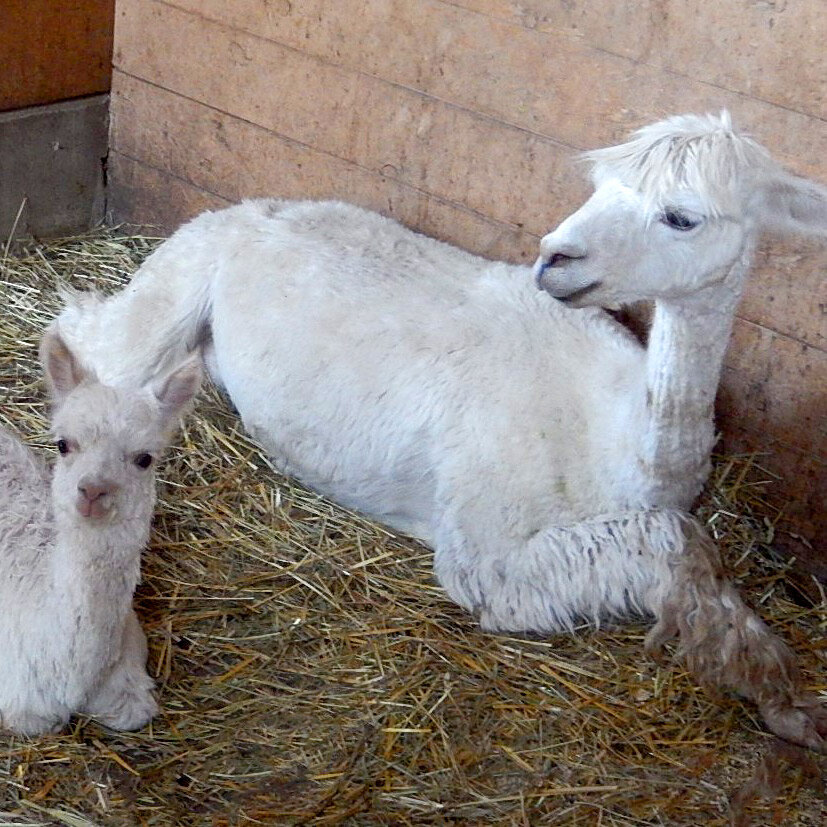 Meet the Team — Magic Meadows Alpacas