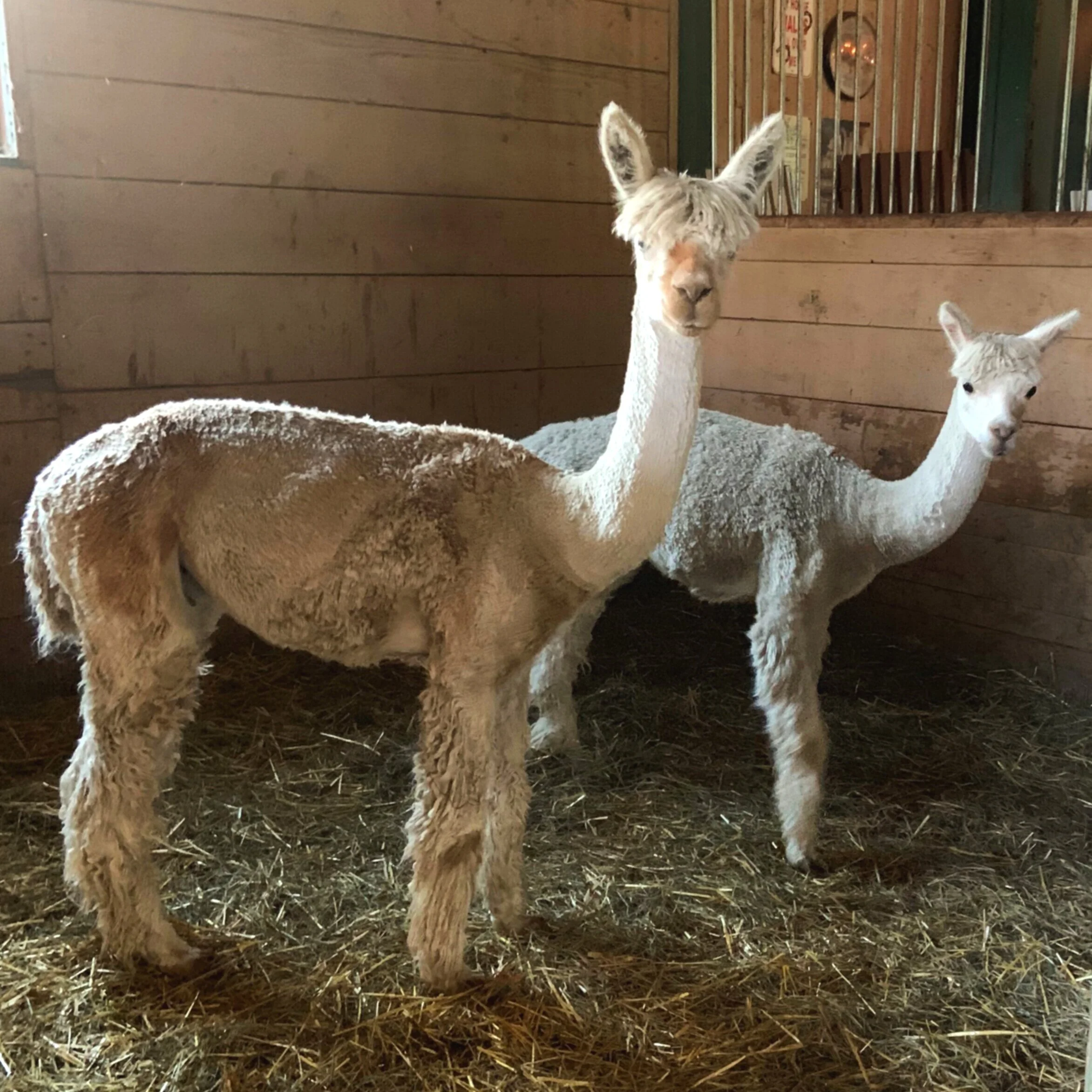 Meet the Team — Magic Meadows Alpacas