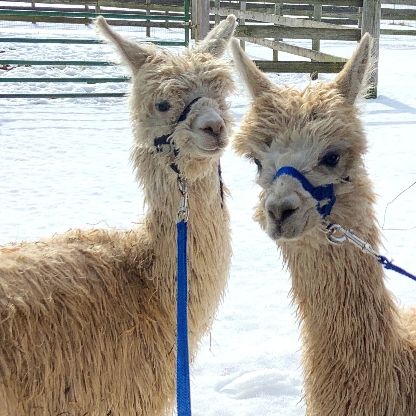 Meet the Team — Magic Meadows Alpacas