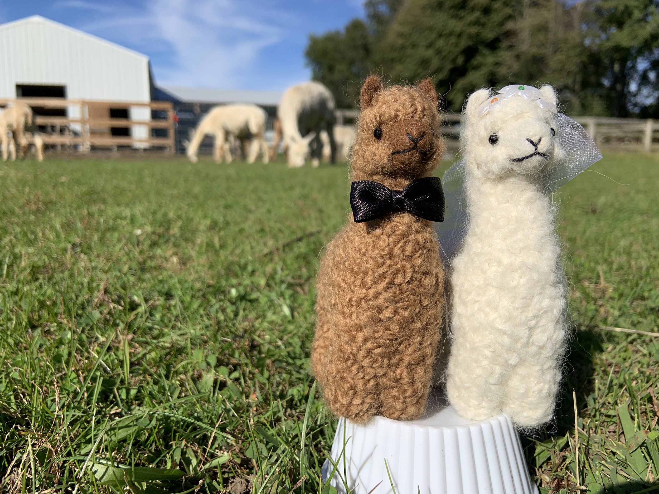 The Store — Magic Meadows Alpacas