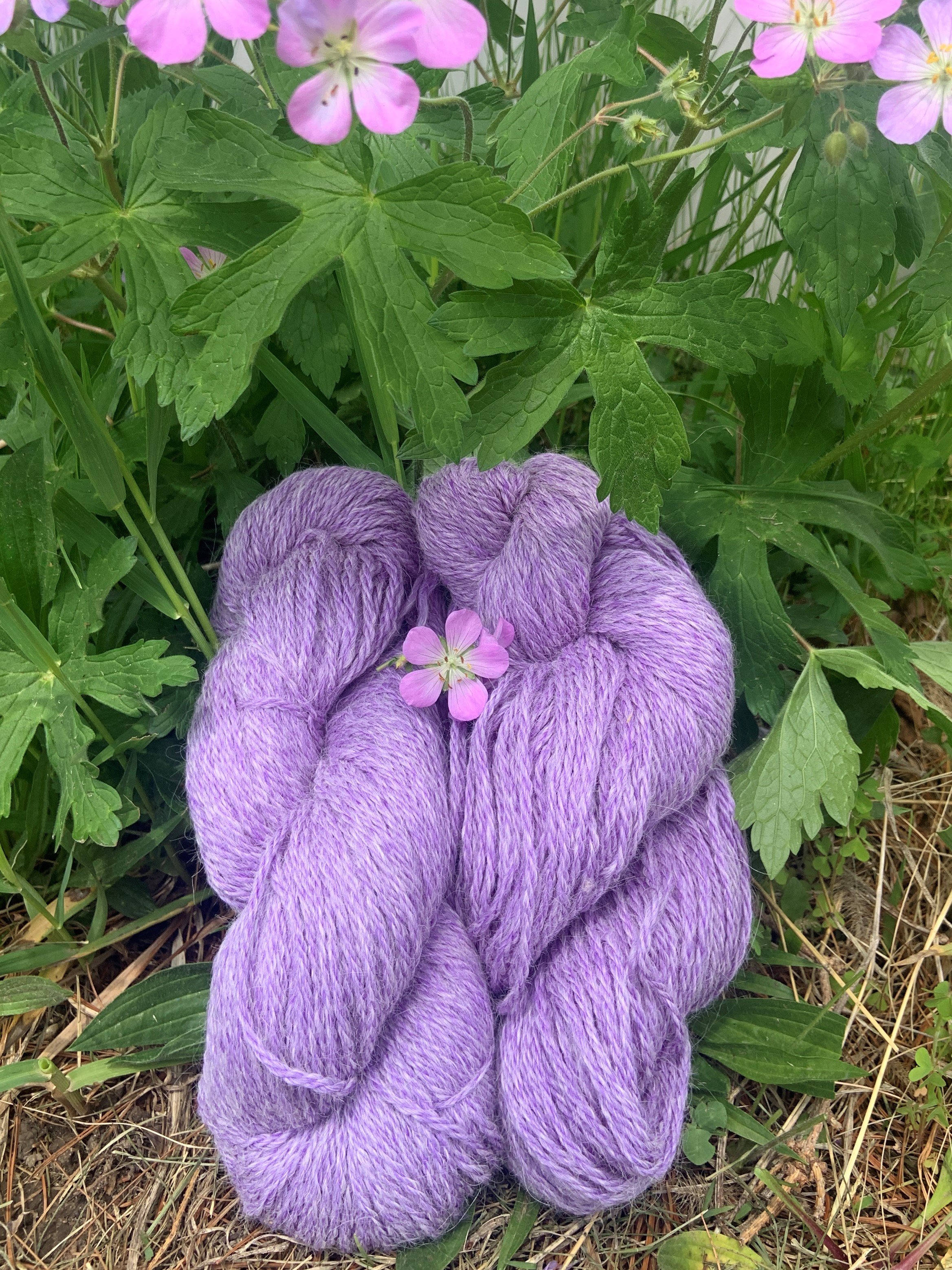 Magic Meadows Alpacas