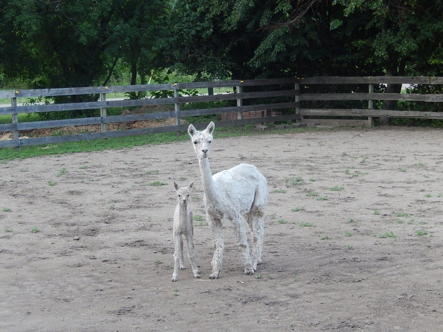Meet the Team — Magic Meadows Alpacas