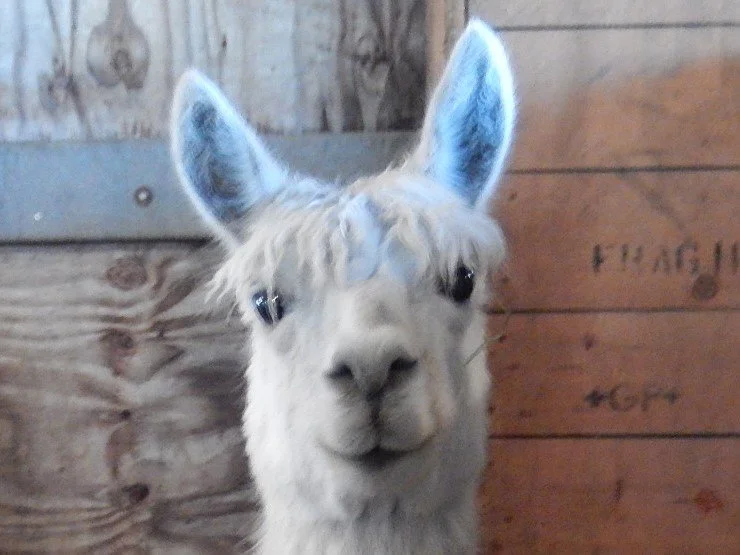 Adopt an Alpaca, own an alpaca, symbolic alpaca adoption, alpaca gift ...