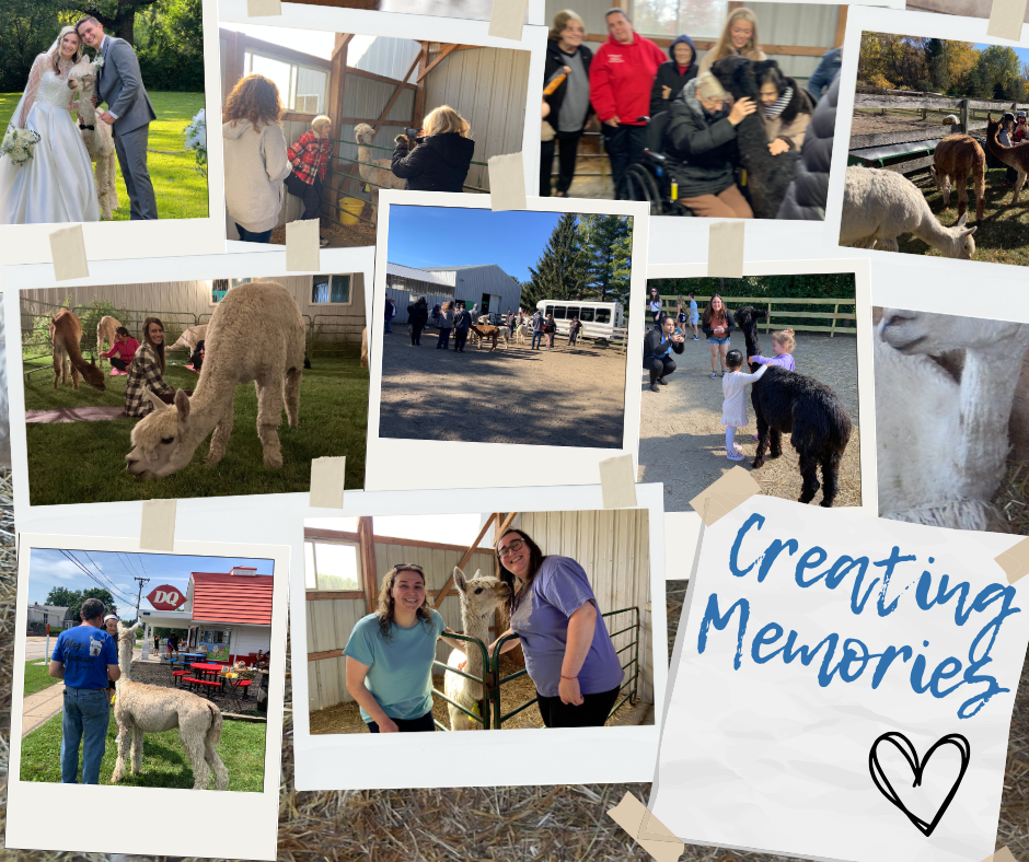 Magic Meadows Alpacas