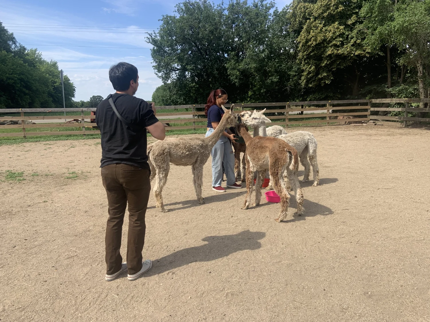 Alpaca Visit, Visit Alpaca Farm, Chicago Northwest Suburb Alpaca Farm ...