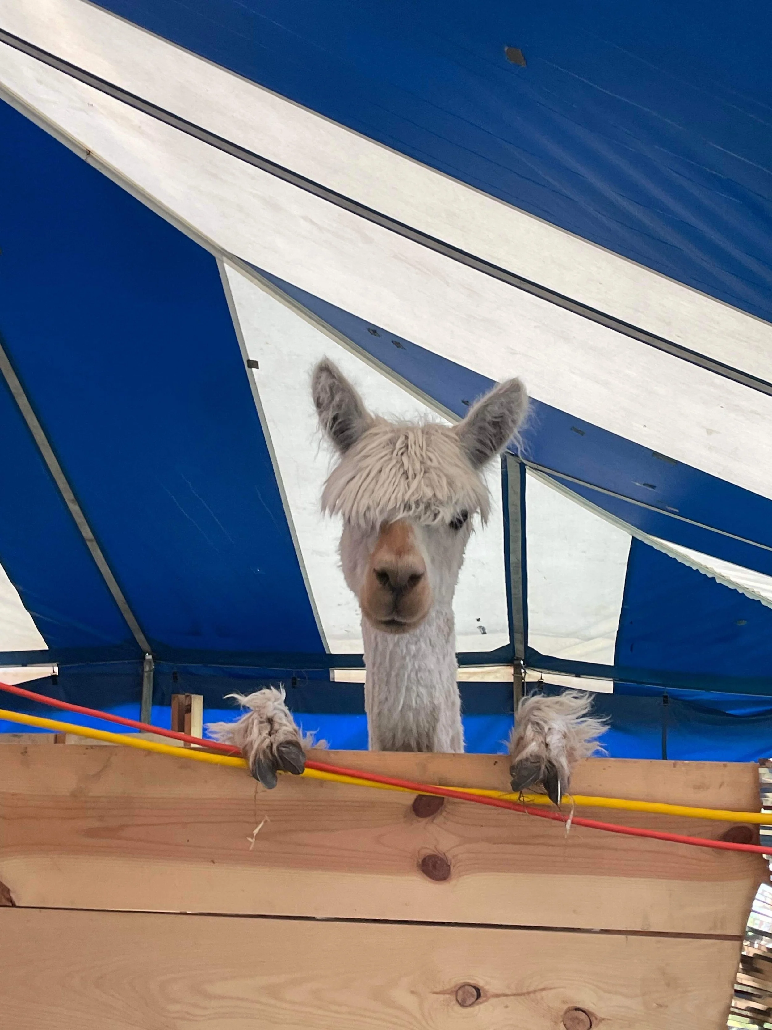 Magic Meadows Alpacas
