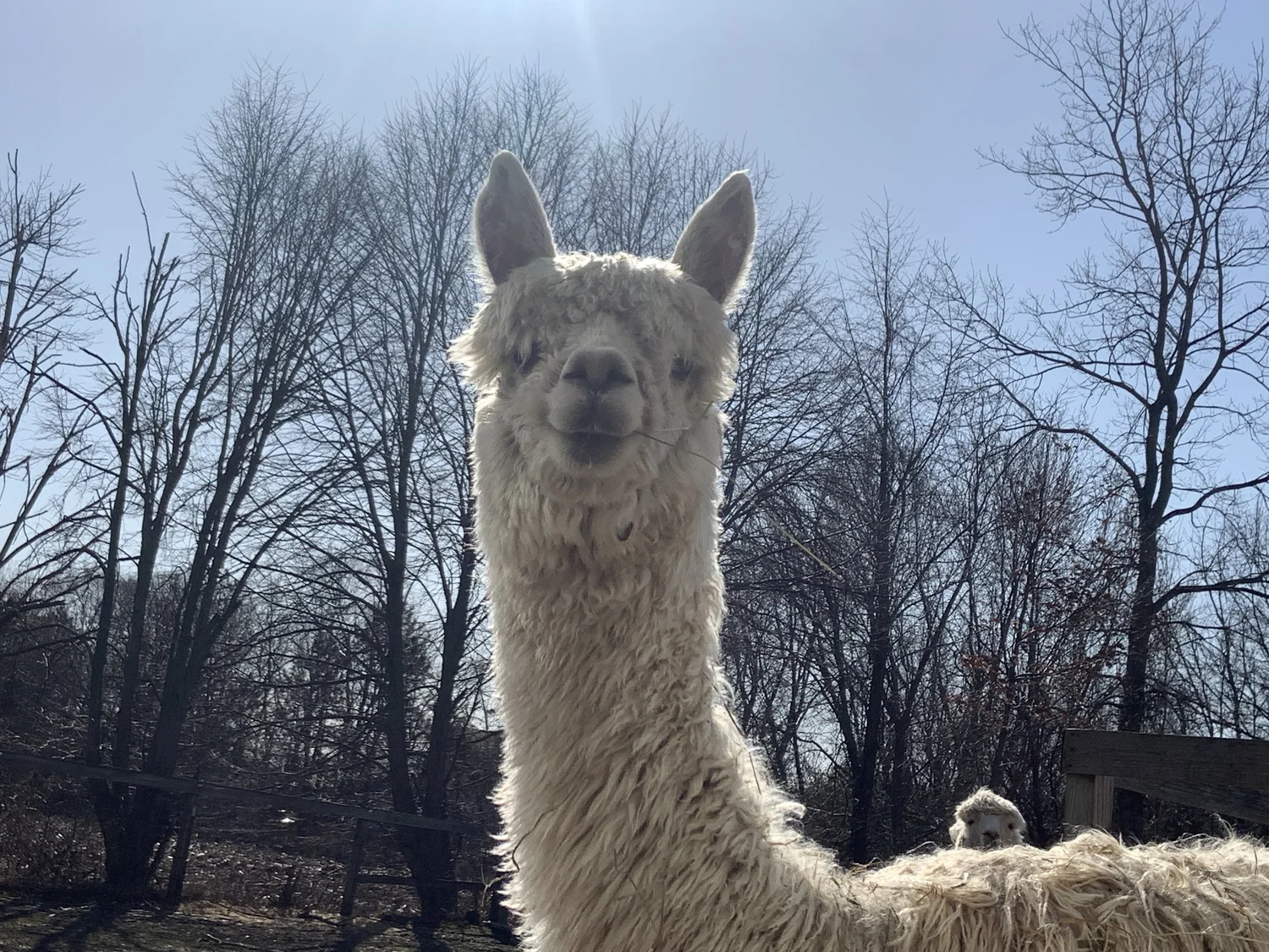 The Store — Magic Meadows Alpacas