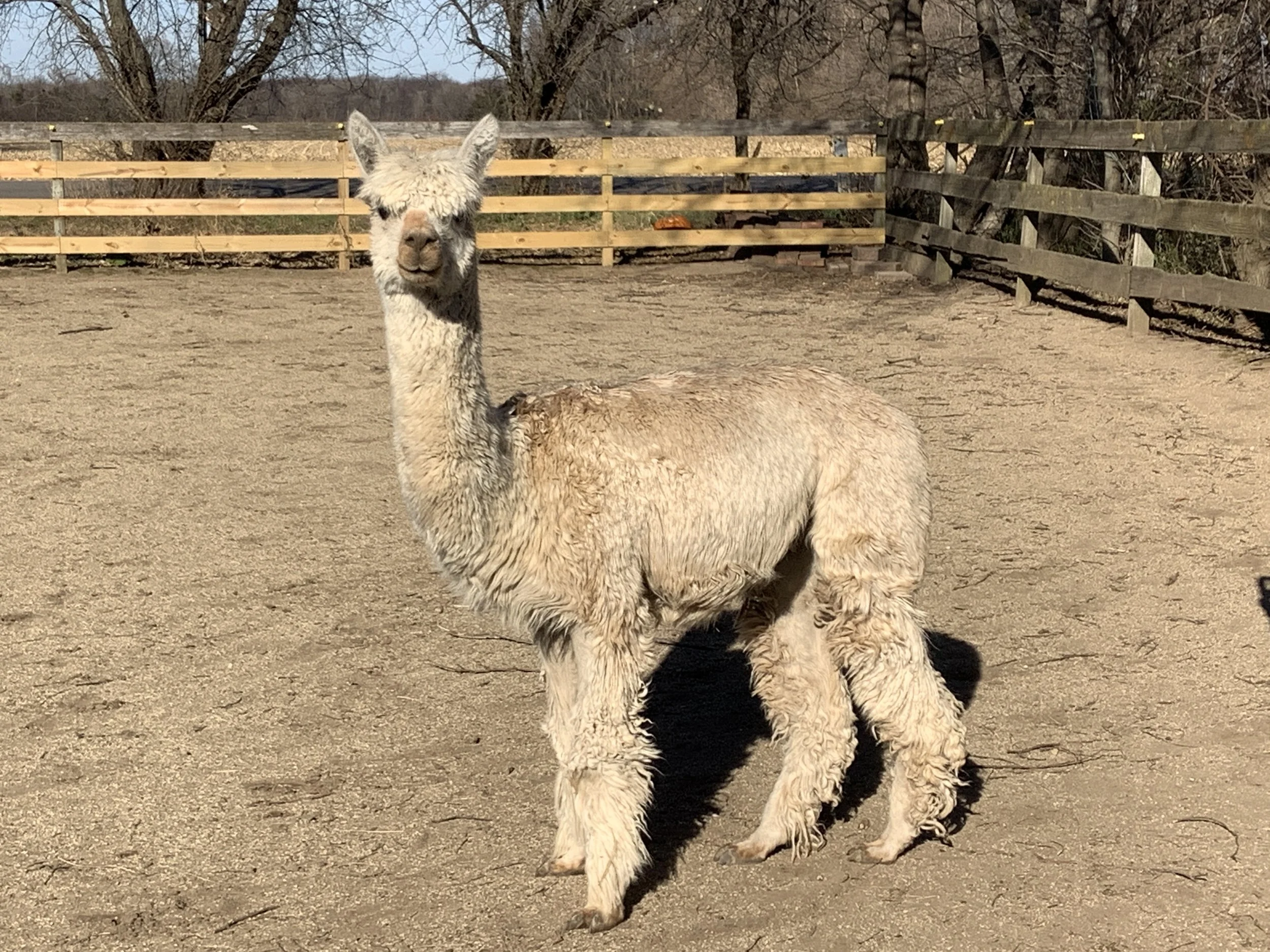 Meet the Team — Magic Meadows Alpacas