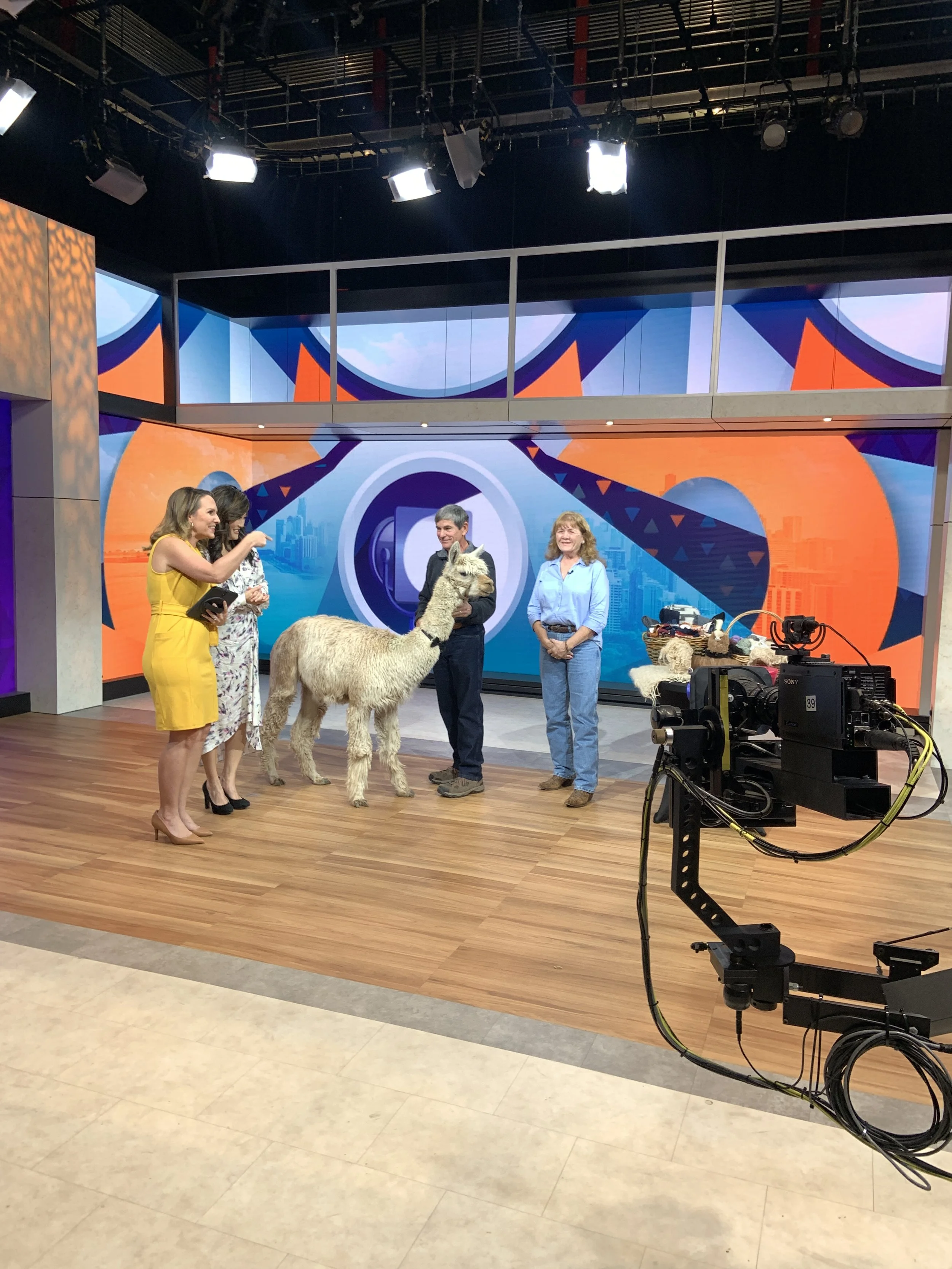 Magic Meadows Alpacas