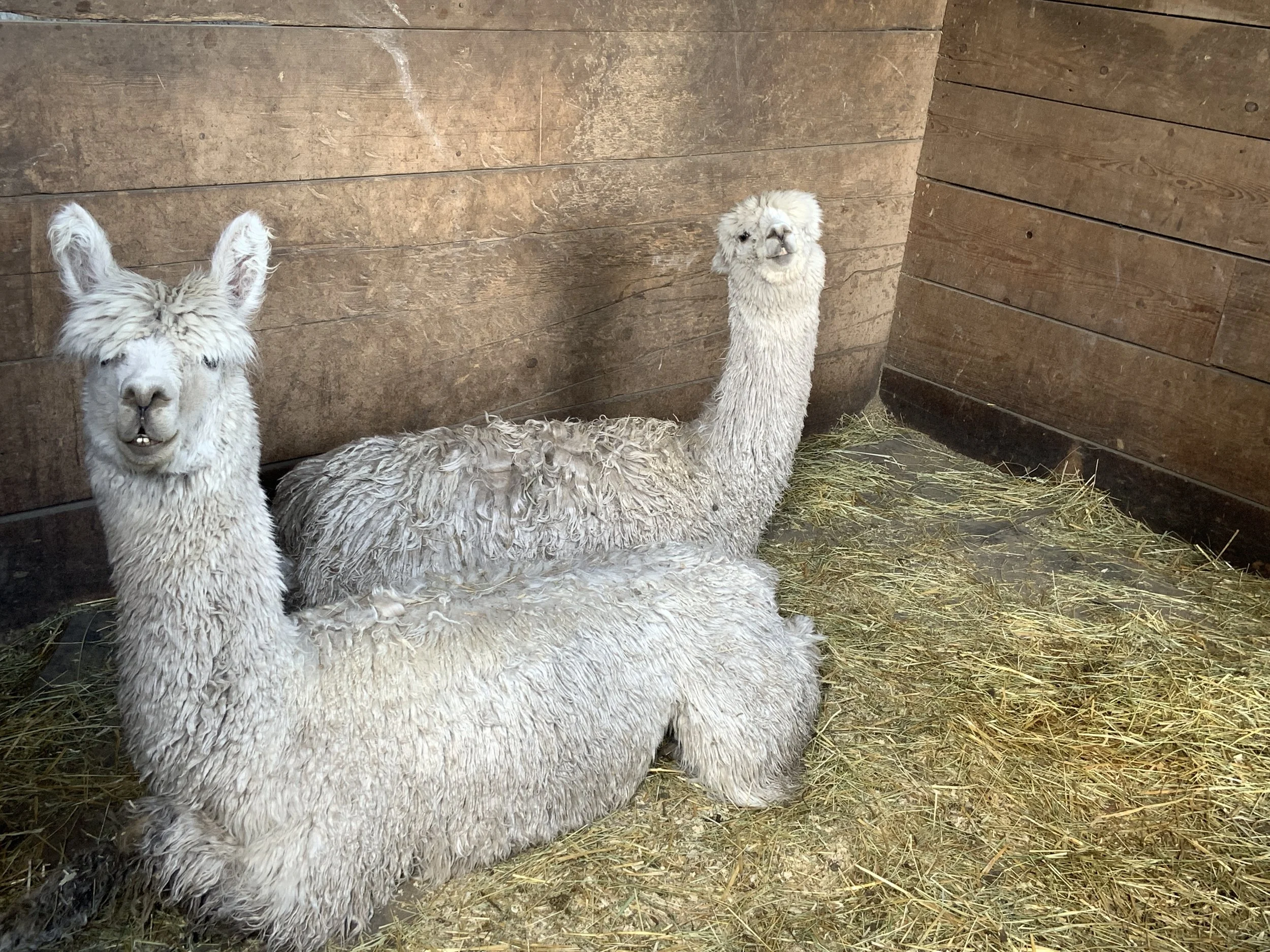 Meet the Team — Magic Meadows Alpacas