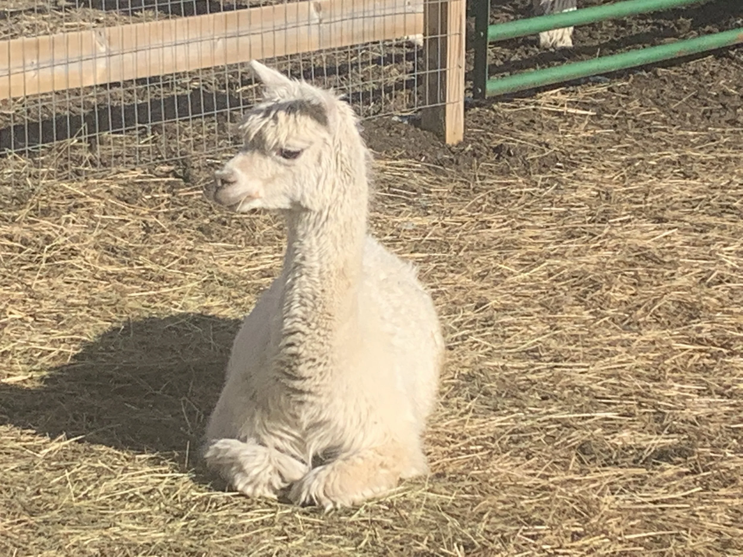 Meet the Team — Magic Meadows Alpacas