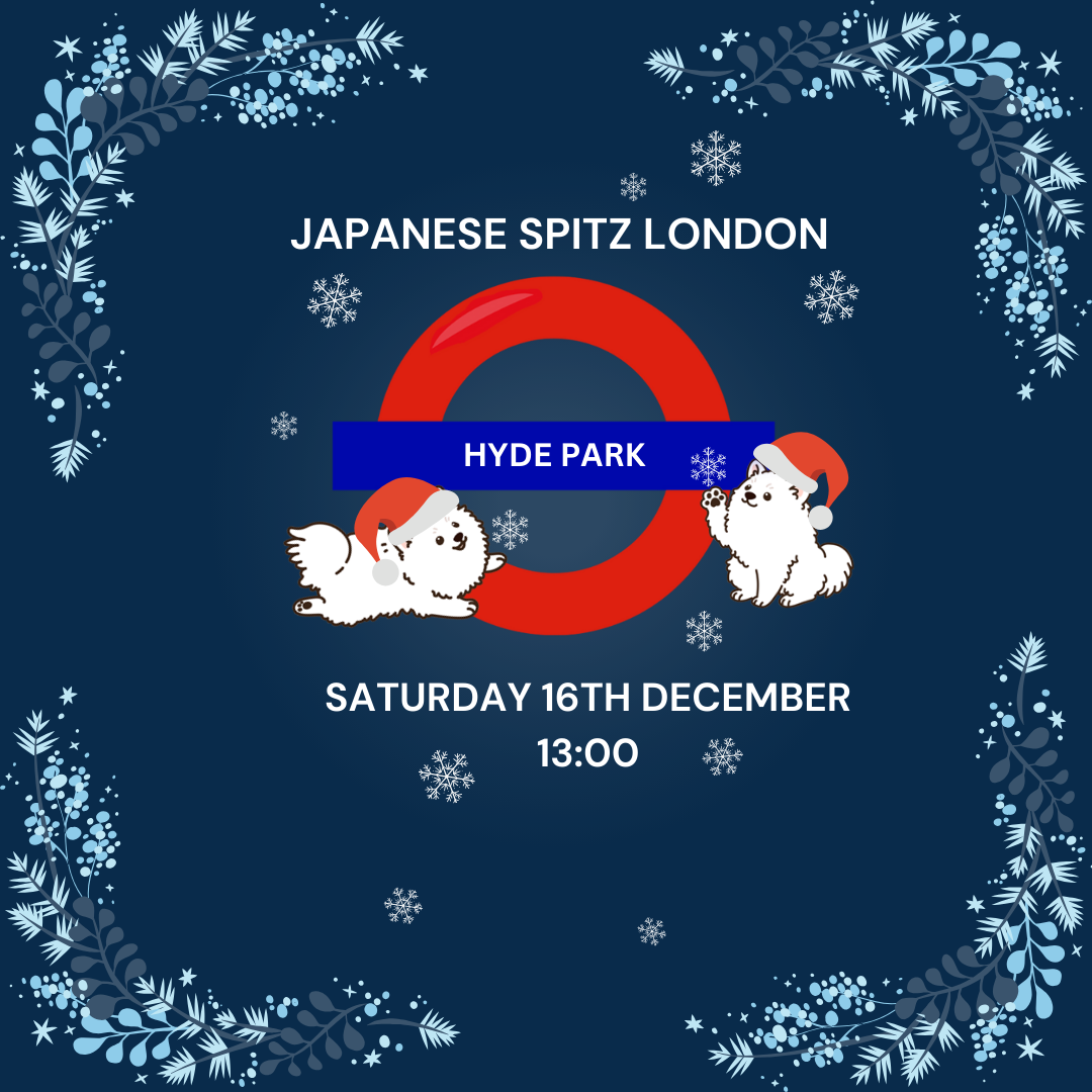 japanese spitz london events — Japanese Spitz London