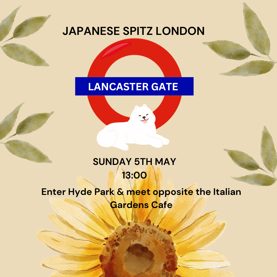 japanese spitz london events — Japanese Spitz London