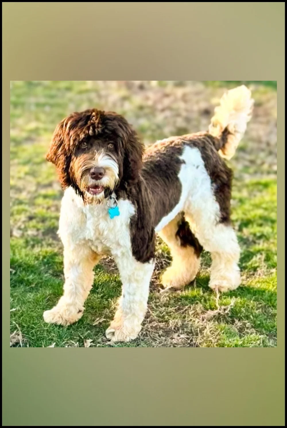 Adoptables — Purebred Rescue Organization of Ohio