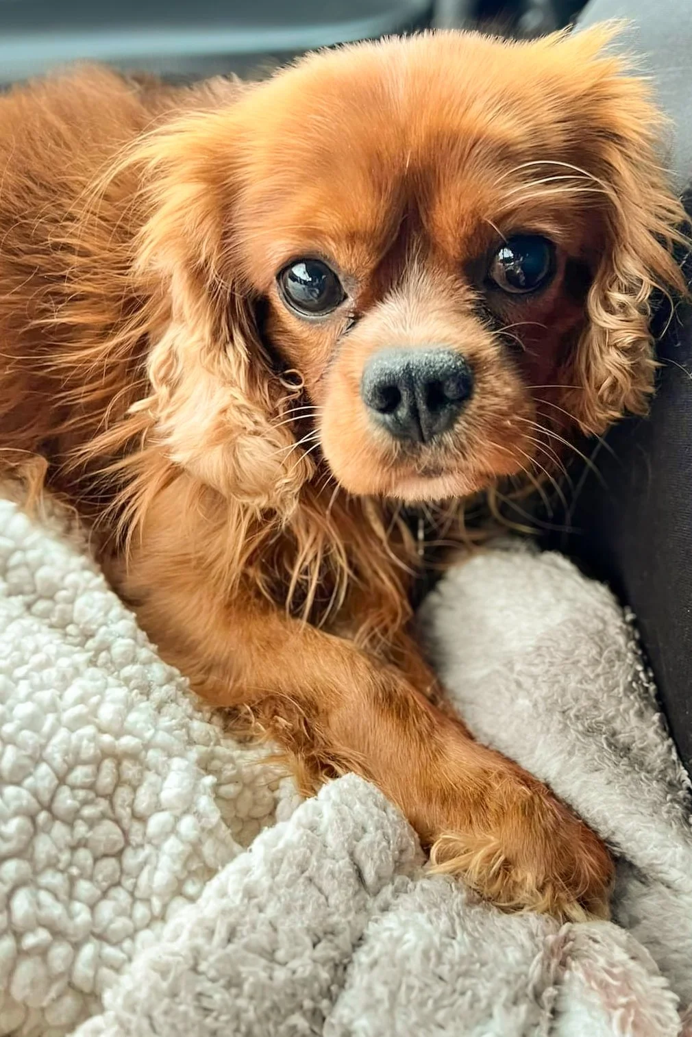 Adoptables — Purebred Rescue Organization of Ohio