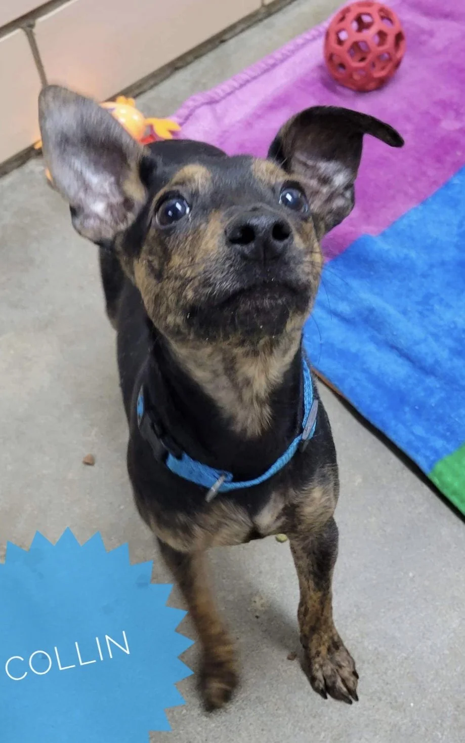 Adoptables — Purebred Rescue Organization of Ohio